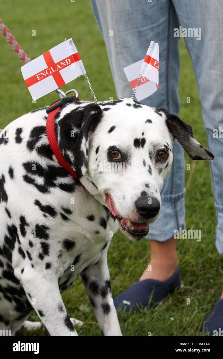 Spike, a Dalmatian, together with owner Rowena Wilkinson,at the Weston ...