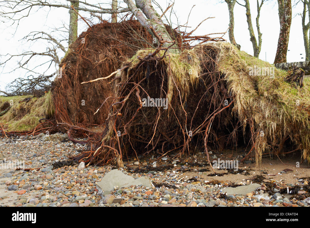 Storm damage to tree on the Ballimore Estate on the shores of Loch Fyne ...