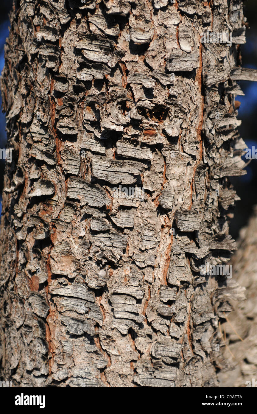 Tree bark tree bark texture background sunshine plant hi-res stock ...