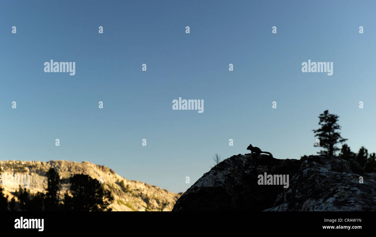Chipmunk near the South Fork Cascade Trail Grand Teton National Park ...