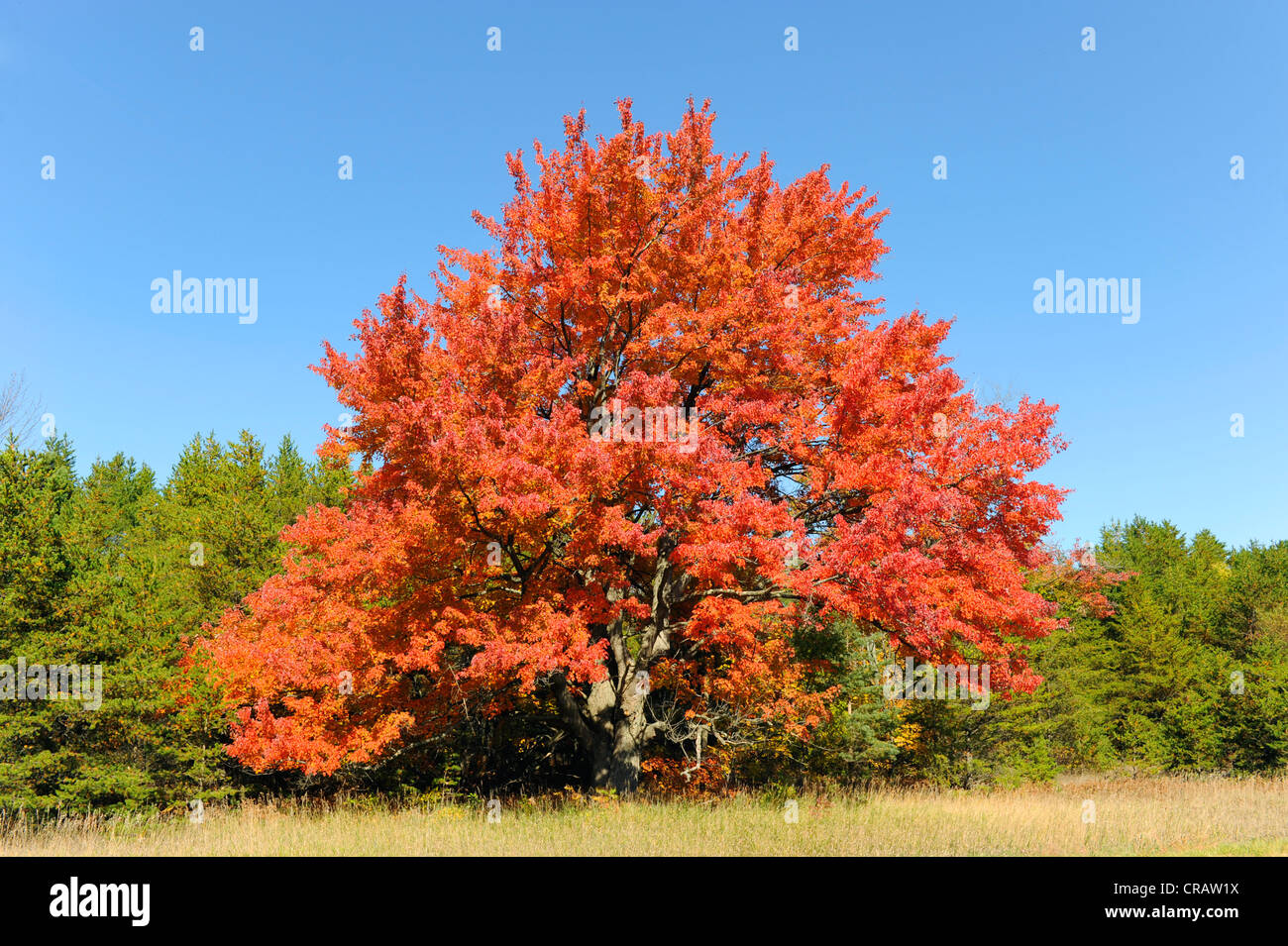 Golden Maple tree autumn fall colors michigan upper peninsula ...