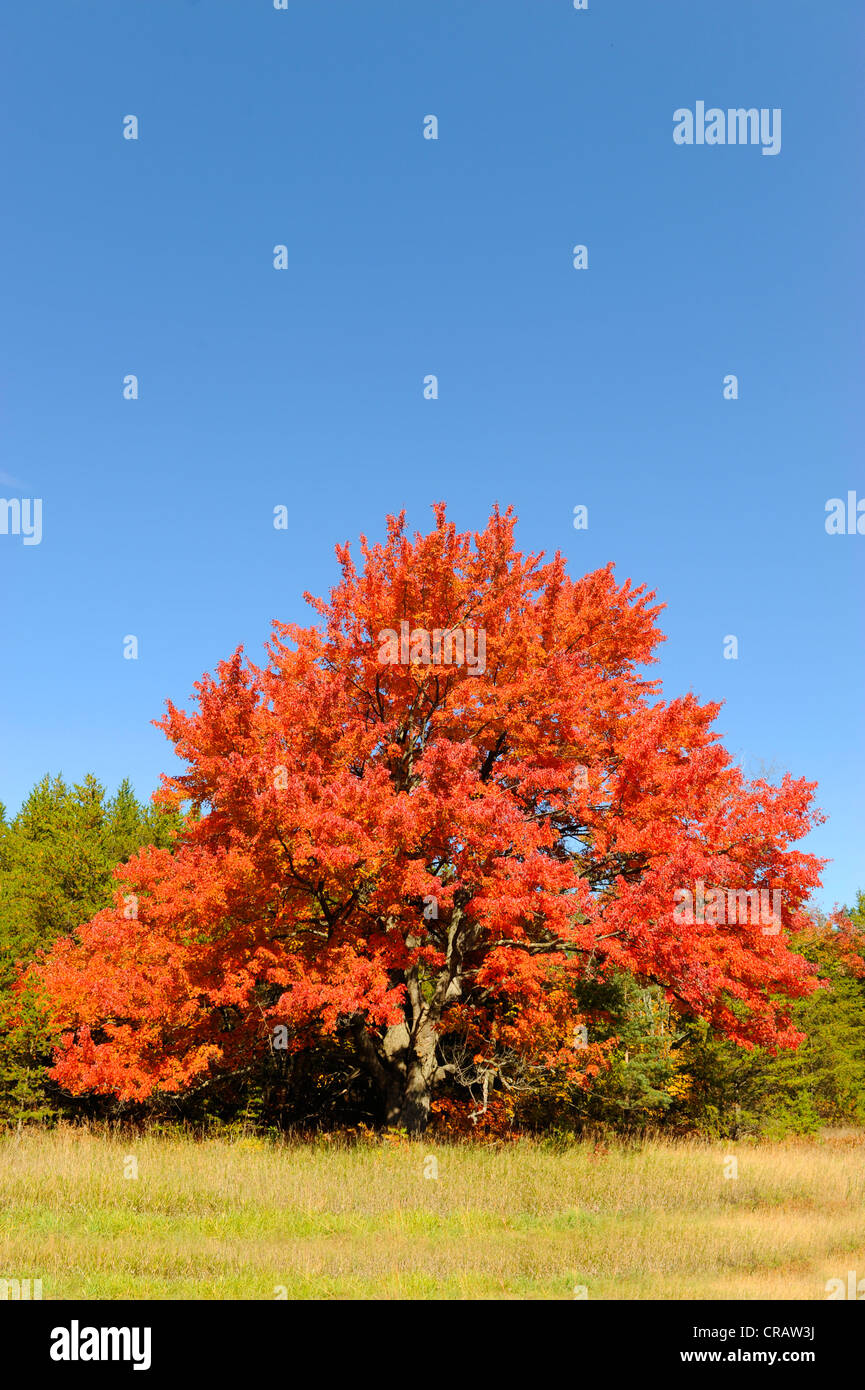 Upper peninsula red maple trees hi-res stock photography and images - Alamy