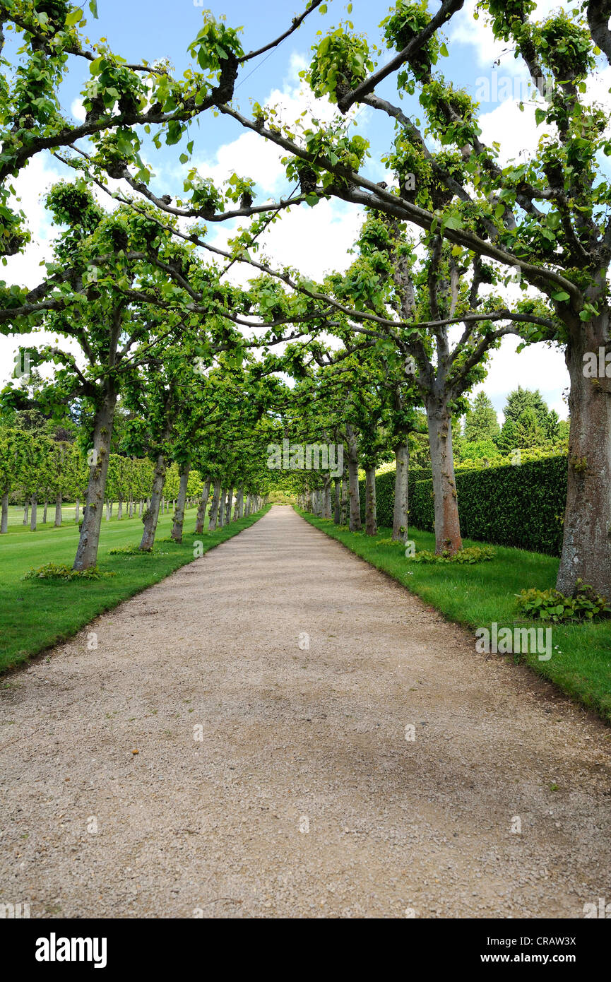 An avenue of trees forming an arch of green foliage Stock Photo - Alamy