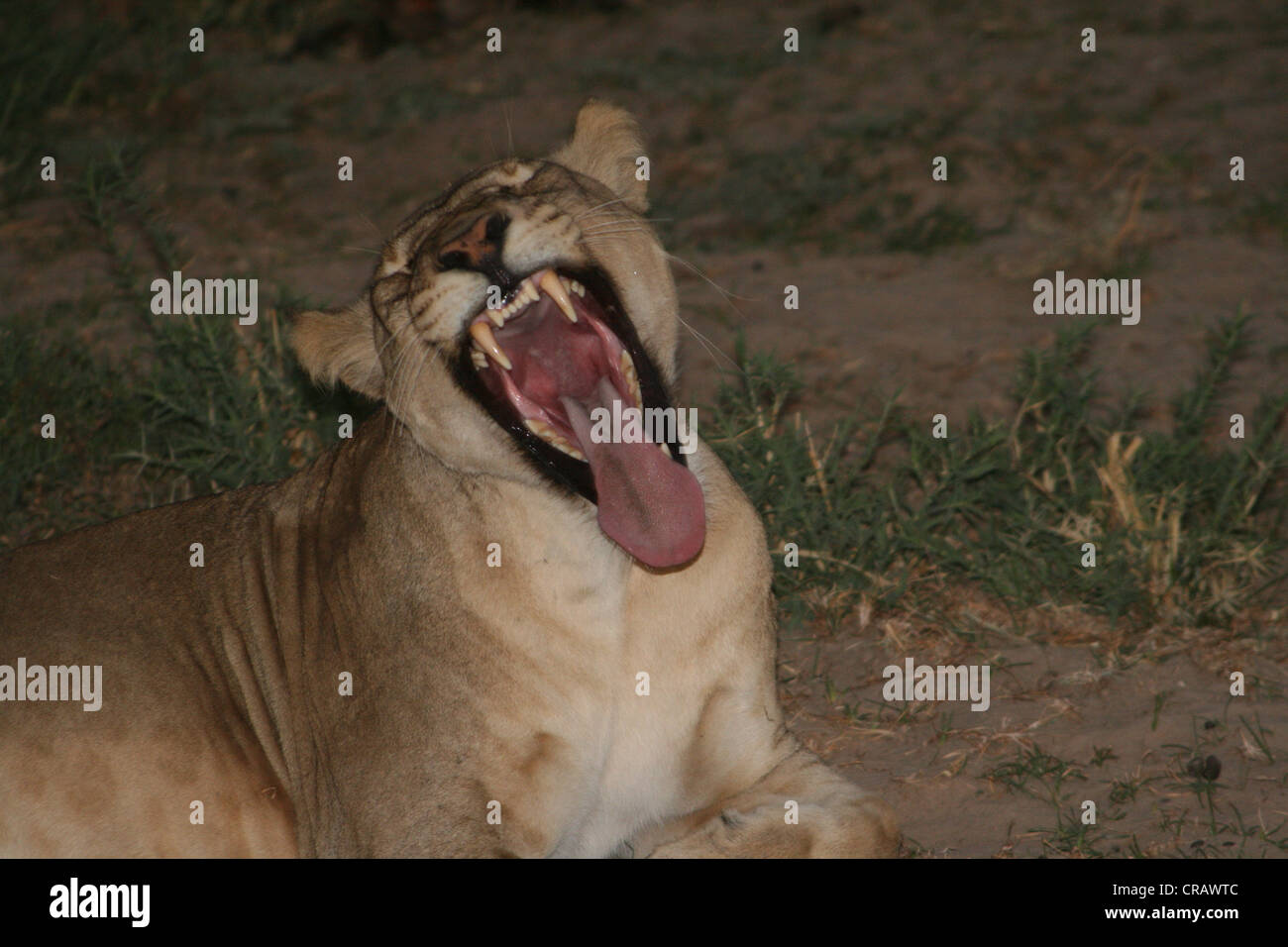 Lion yawn smile hi-res stock photography and images - Alamy