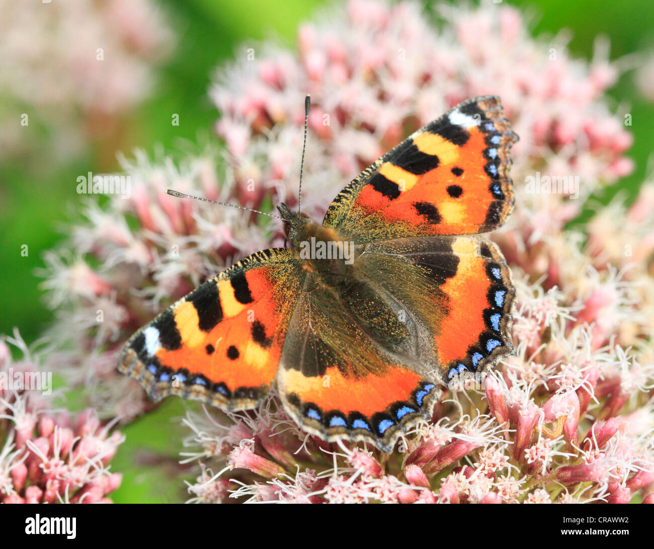 Small tortoiseshell butterfly hi-res stock photography and images - Alamy