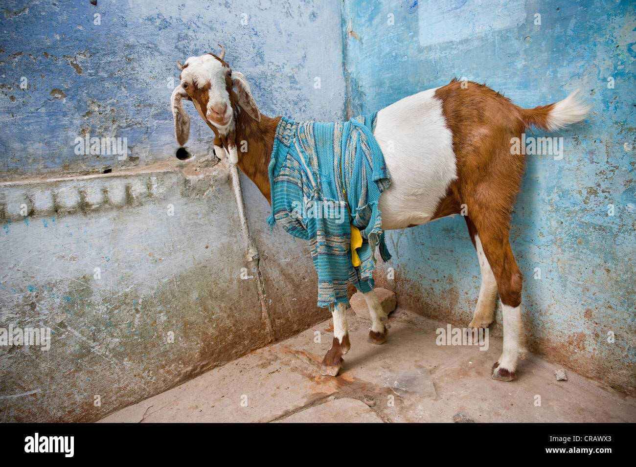 Old goat hi-res stock photography and images - Alamy