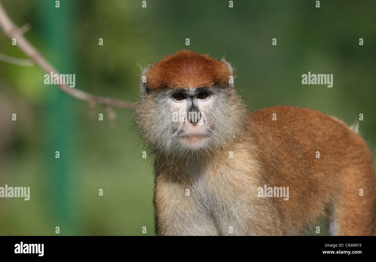 Ghana Monkey High Resolution Stock Photography and Images - Alamy
