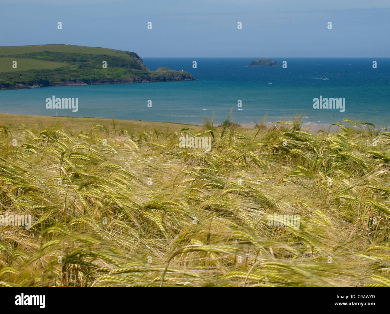 Field of wheat, Cornwall, UK Stock Photo - Alamy