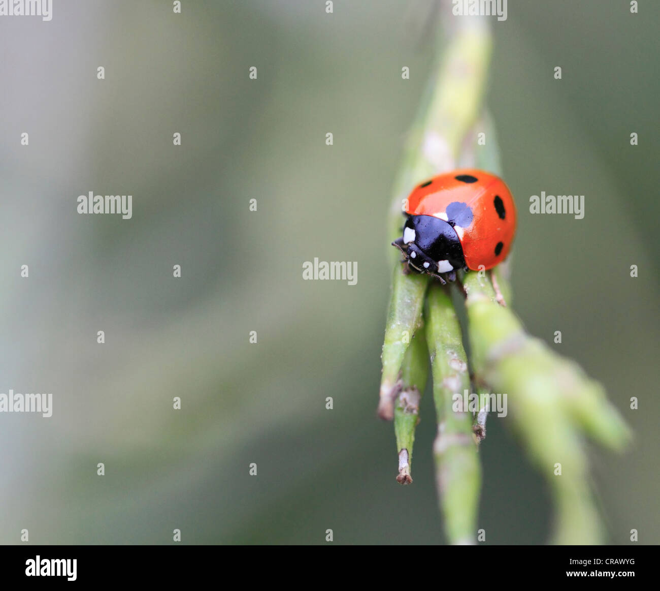 British ladybird hi-res stock photography and images - Alamy