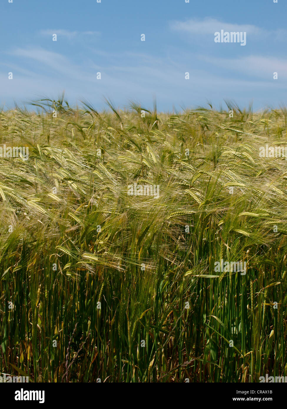 Crops unripe wheat hi-res stock photography and images - Alamy