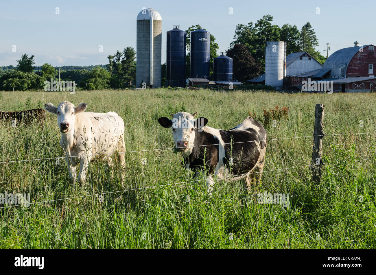 Dairy cows on the farm, grazing with Milk factory in background Stock ...