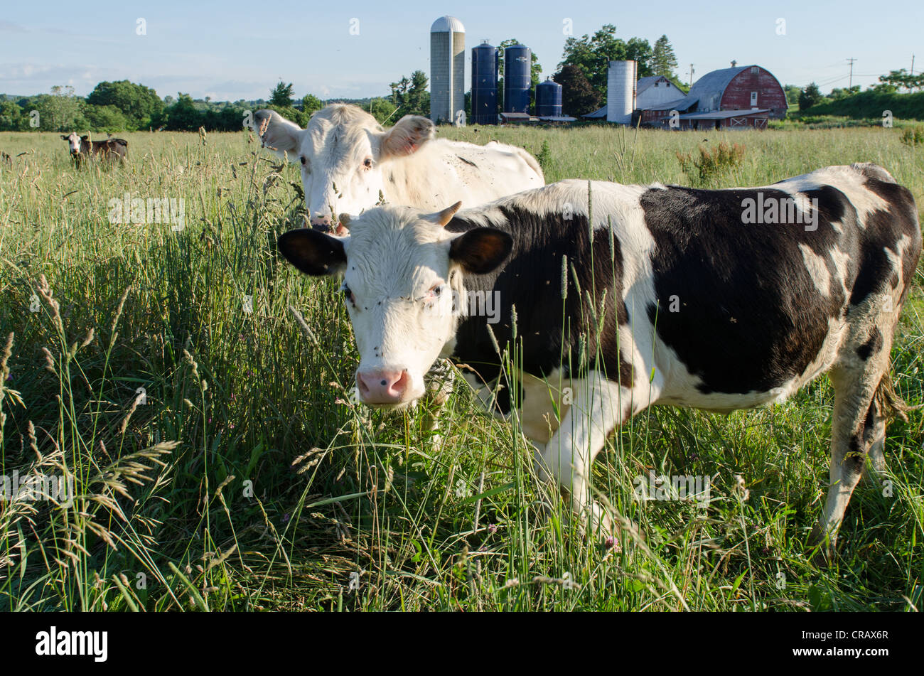 Dairy cows on the farm, grazing with Milk factory in background Stock ...