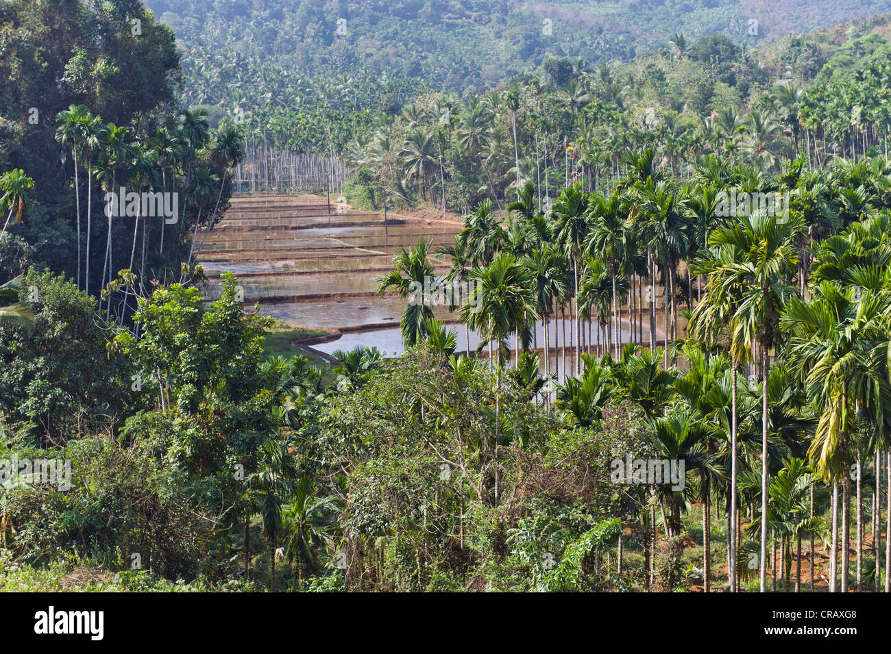 Fields and palm trees in northern Kerala, Southern India, India, Asia ...