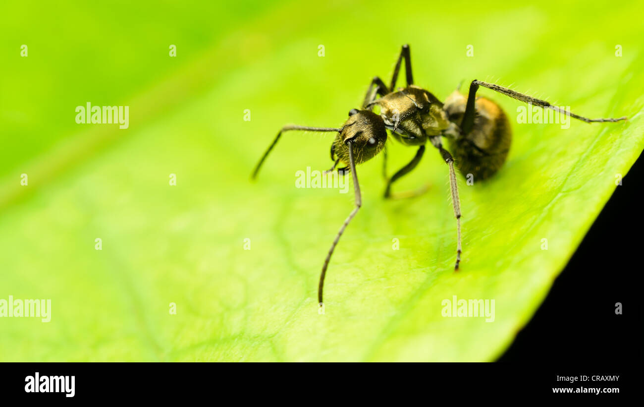 Ant texture hi-res stock photography and images - Alamy
