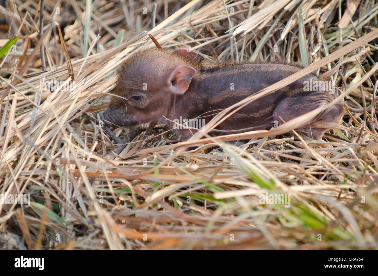 A one day old wild boar piglet (Sus scrofa), shote, Kaziranga National ...