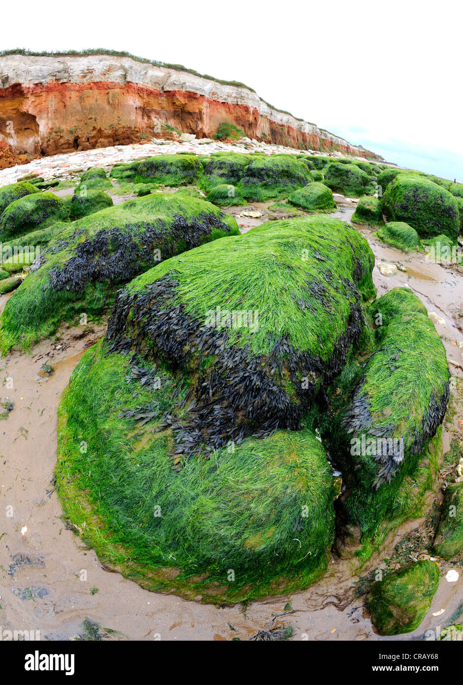 Fossiliferous limestone hi-res stock photography and images - Alamy