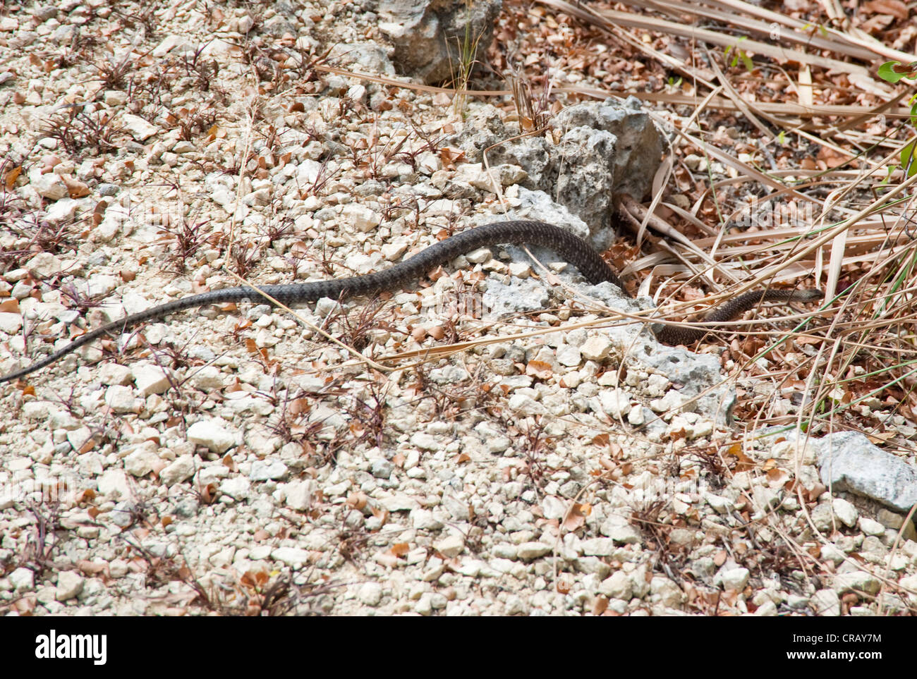 Small snake hi-res stock photography and images - Alamy