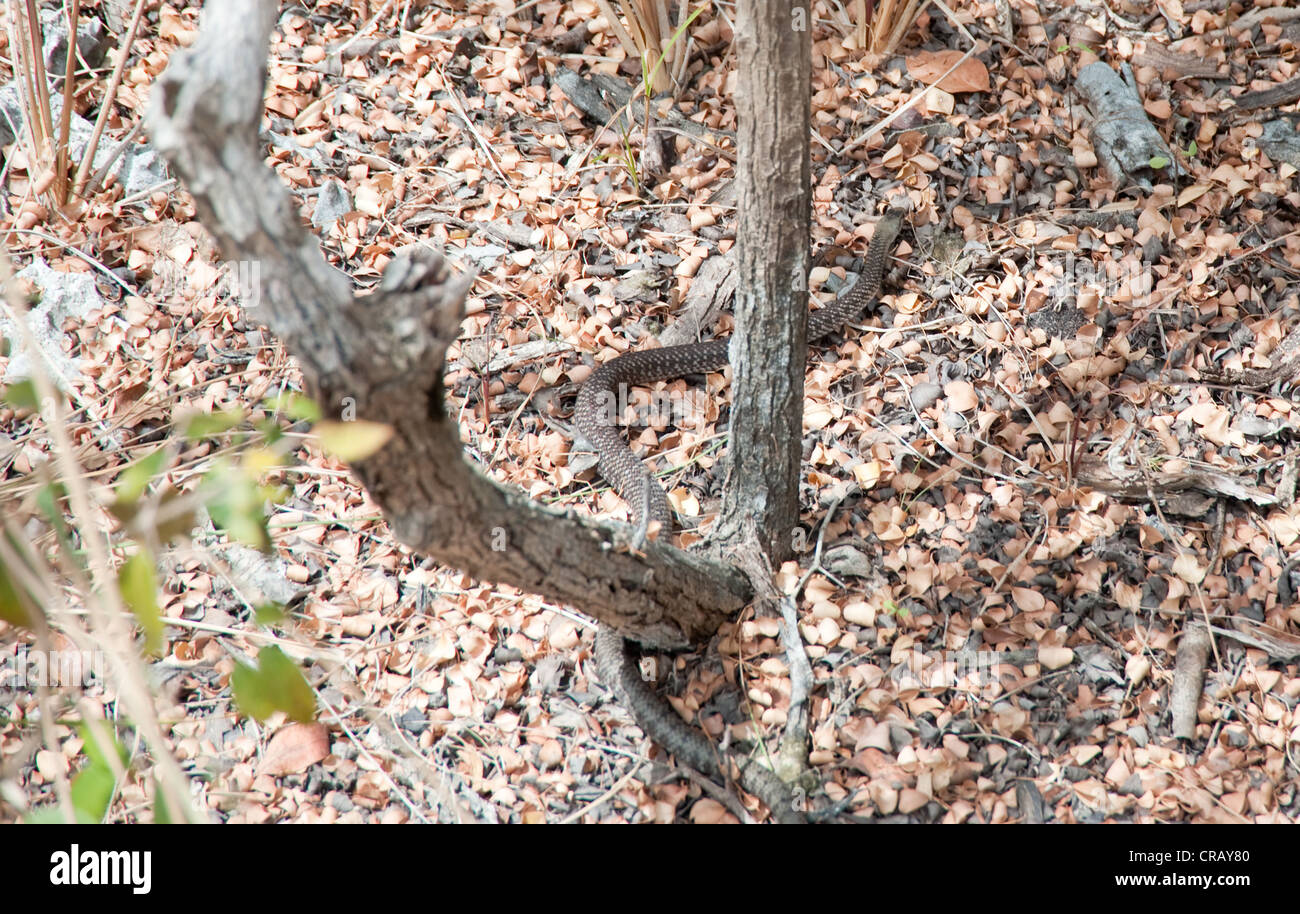 Small snake on Caribbean island Stock Photo - Alamy