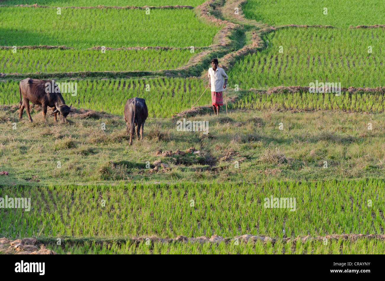 Farmer field india hi-res stock photography and images - Alamy