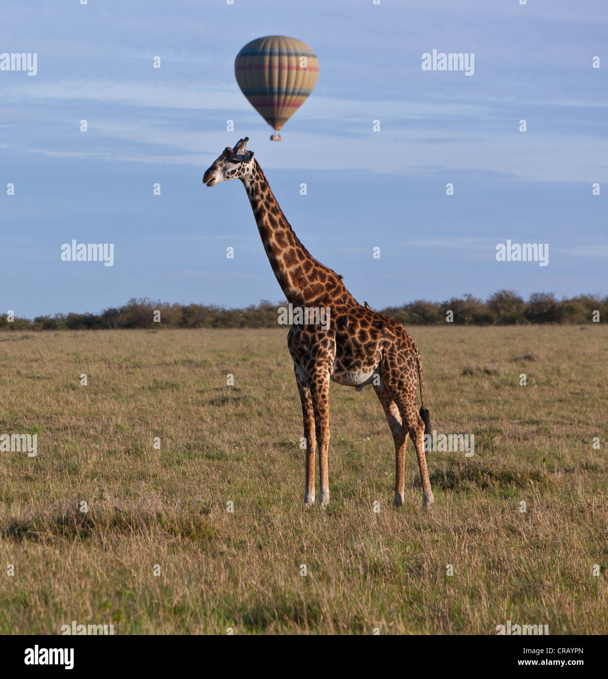 Giraffe balloon hi-res stock photography and images - Alamy