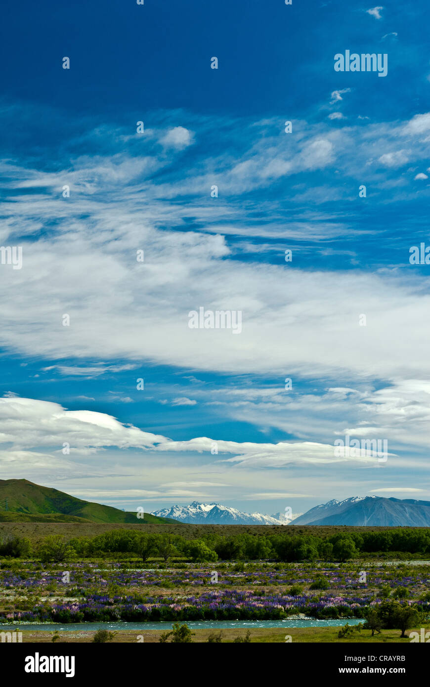 Mount cook flowers new zealand hi-res stock photography and images - Alamy