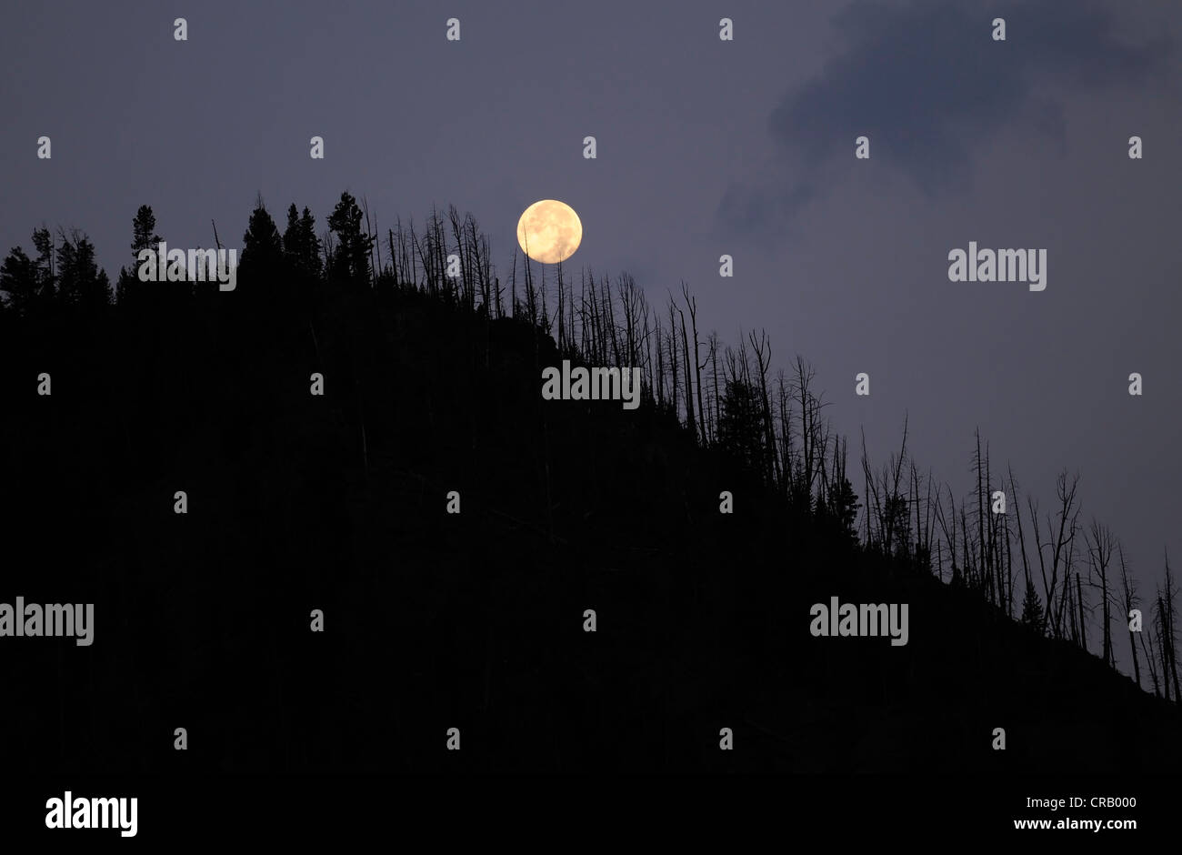 The moon rises in Yellowstone National Park near the Madison and ...