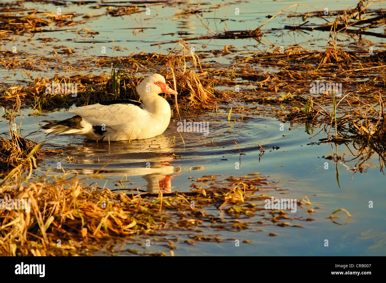 Swamp duck hi-res stock photography and images - Alamy