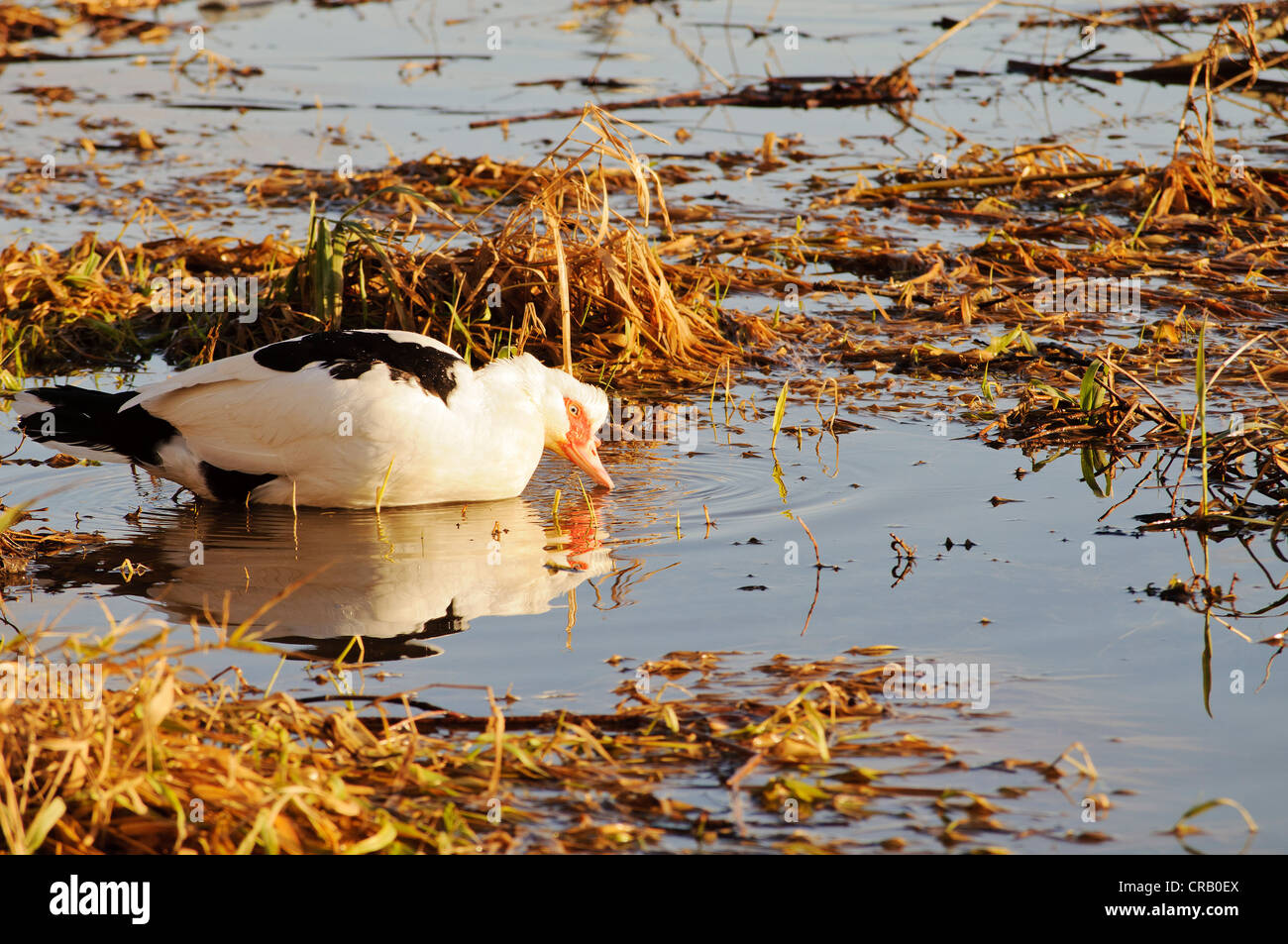 Swamp duck hi-res stock photography and images - Alamy