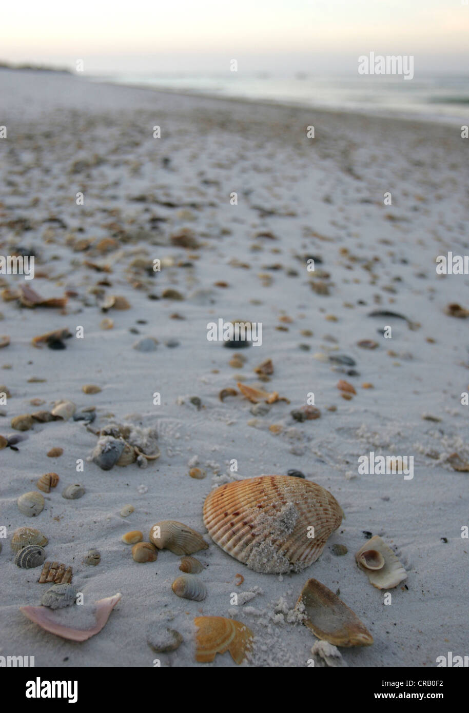 Seashell on beach St. Joseph Peninsula State Park, Florida Stock Photo ...