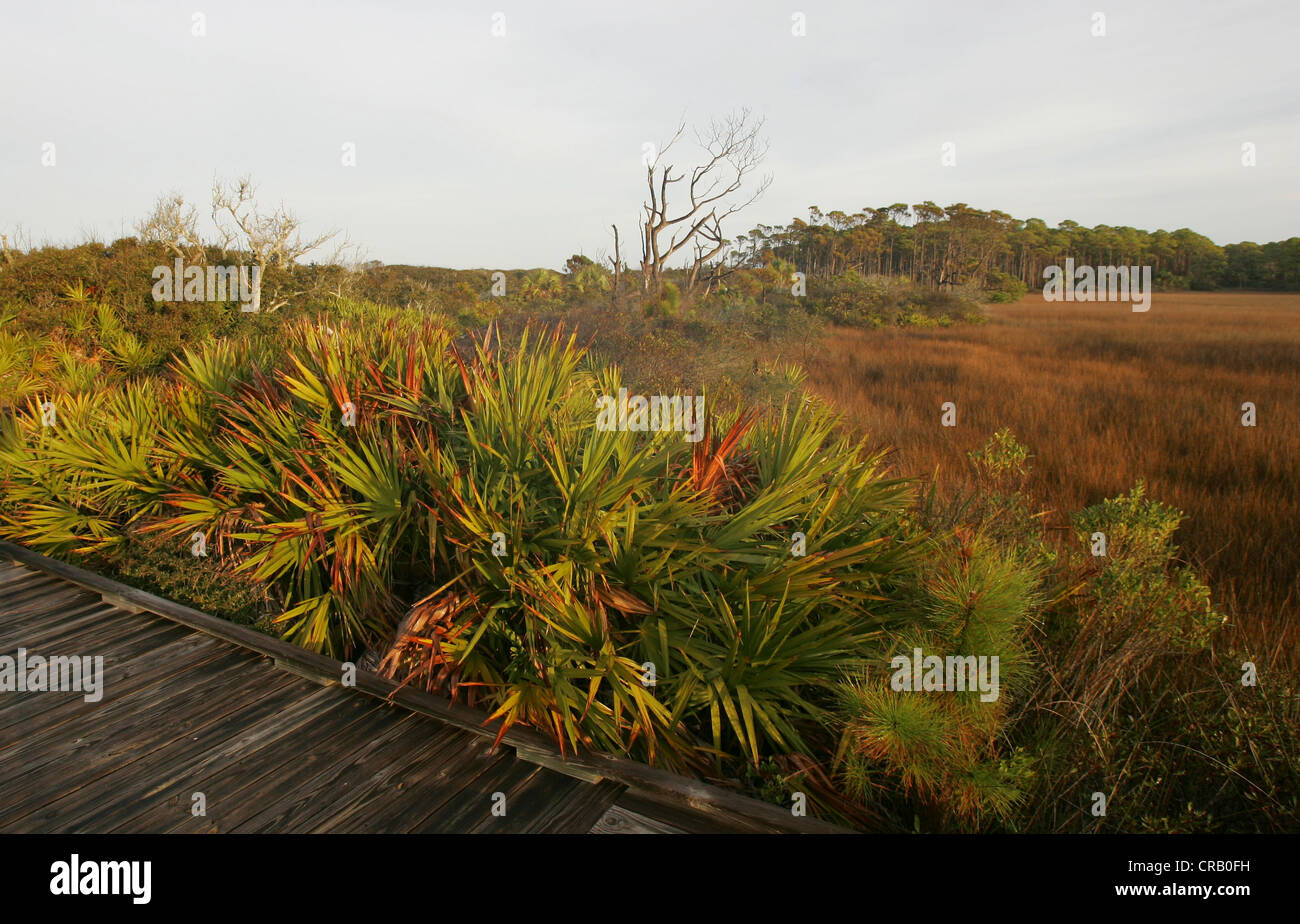 Marsh from trail St. Joseph Peninsula State Park , Florida Stock Photo ...
