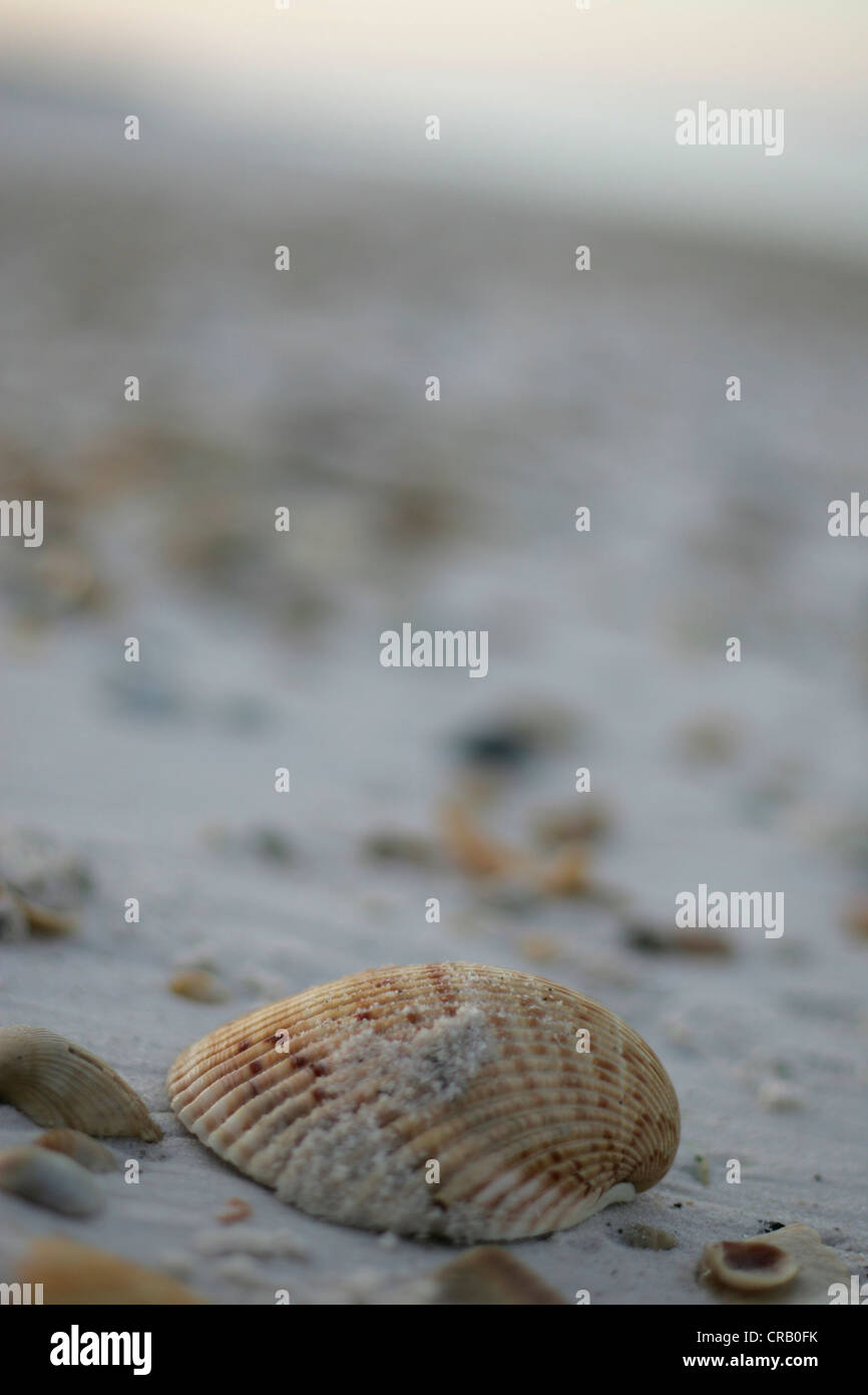 Seashell on beach St. Joseph Peninsula State Park, Florida Stock Photo ...