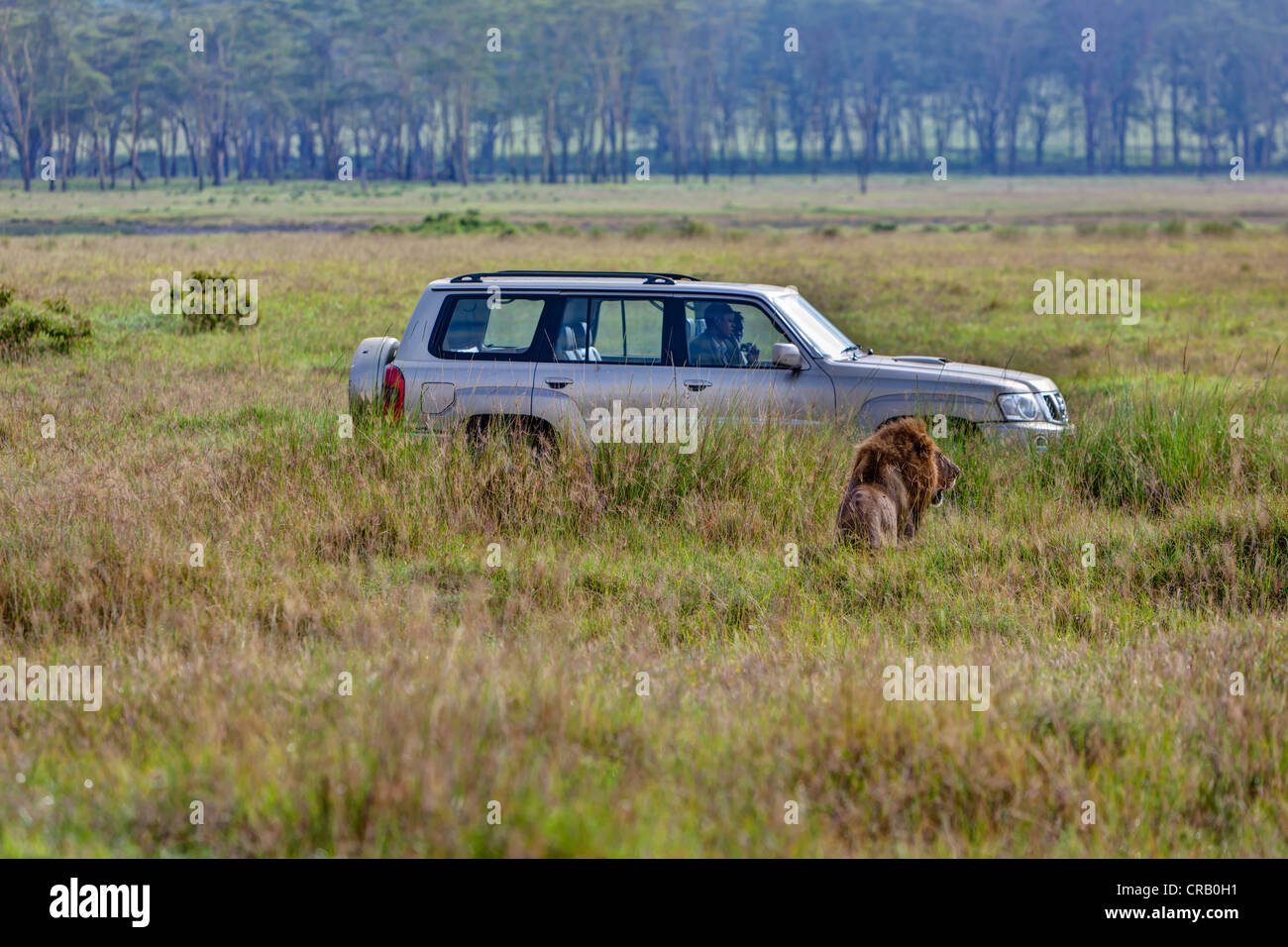 Safari Jeep Lion High Resolution Stock Photography and Images - Alamy