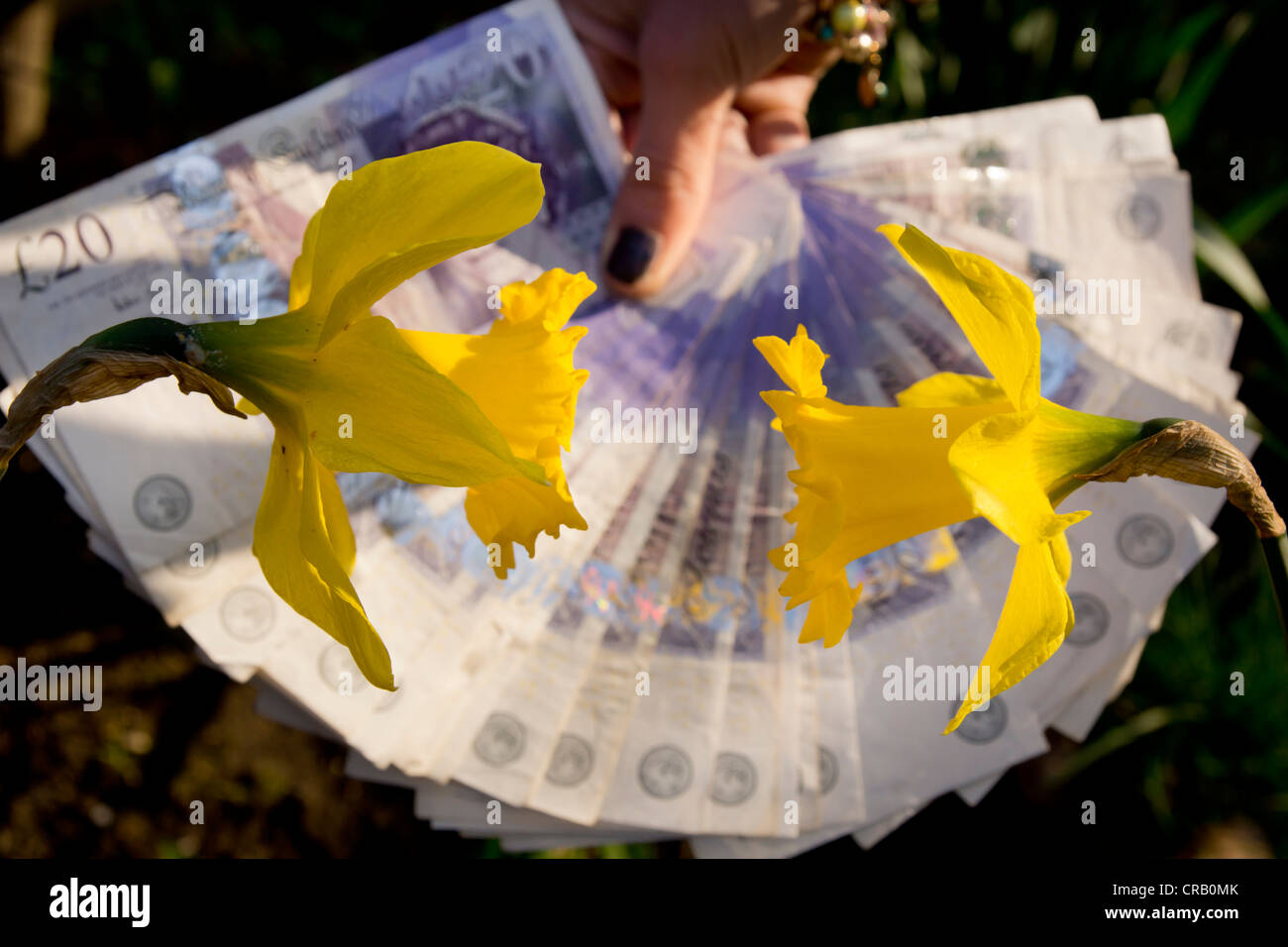 europe, uk, england, money fan daffodils Stock Photo - Alamy