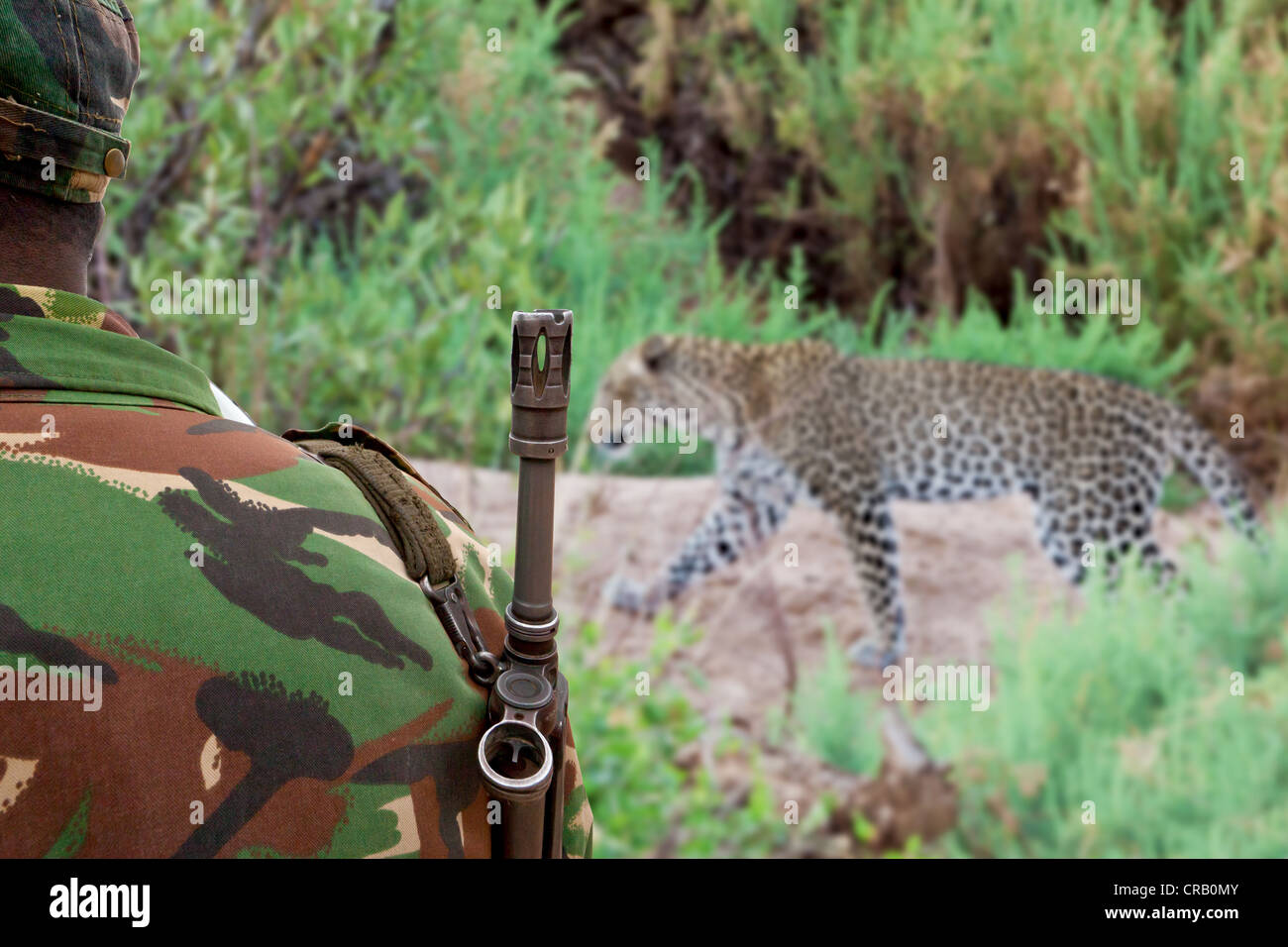 Ranger, carrying a rifle as protection, and leopard (Panthera pardus ...