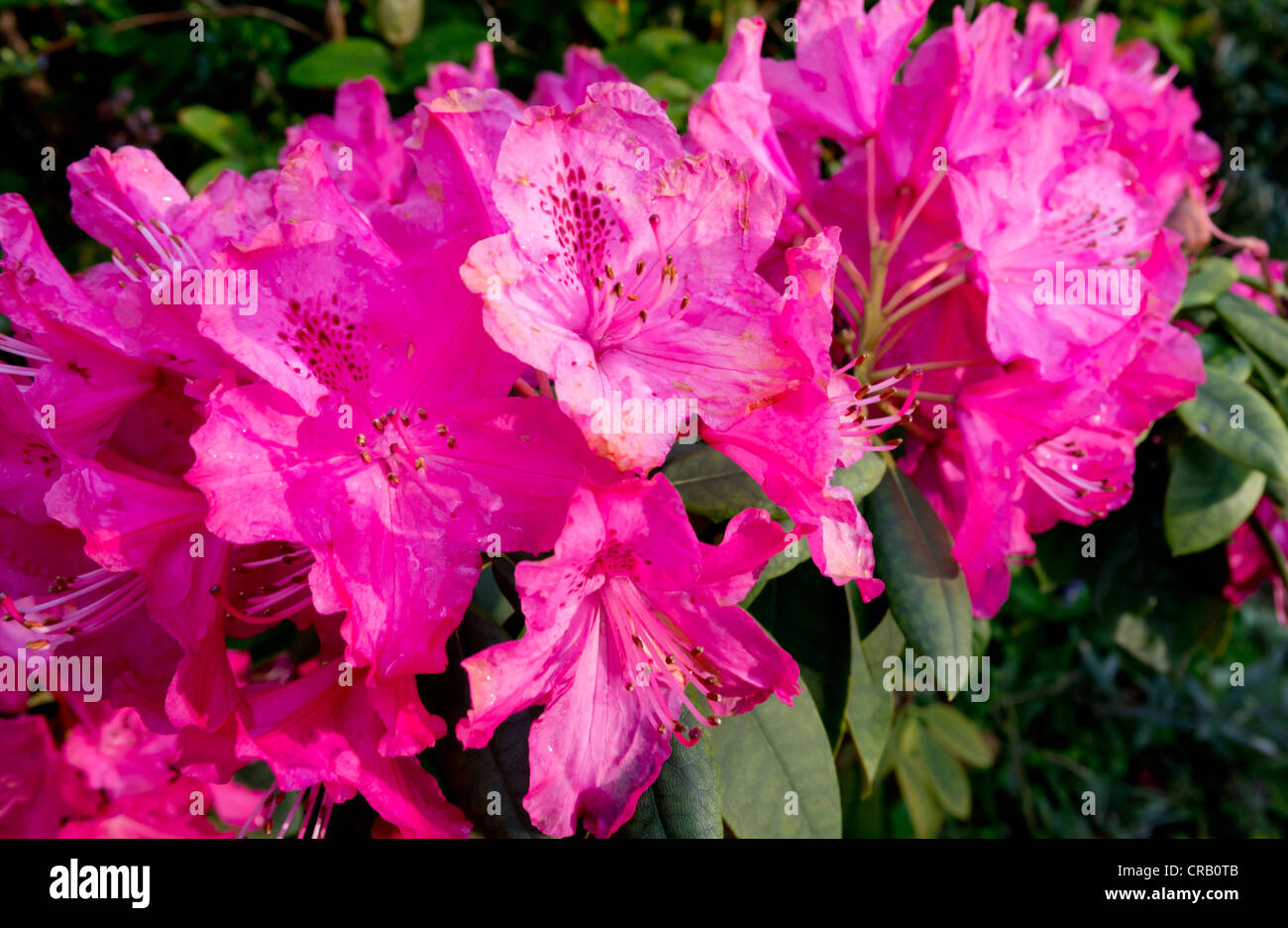 Pink rhododendron hi-res stock photography and images - Alamy