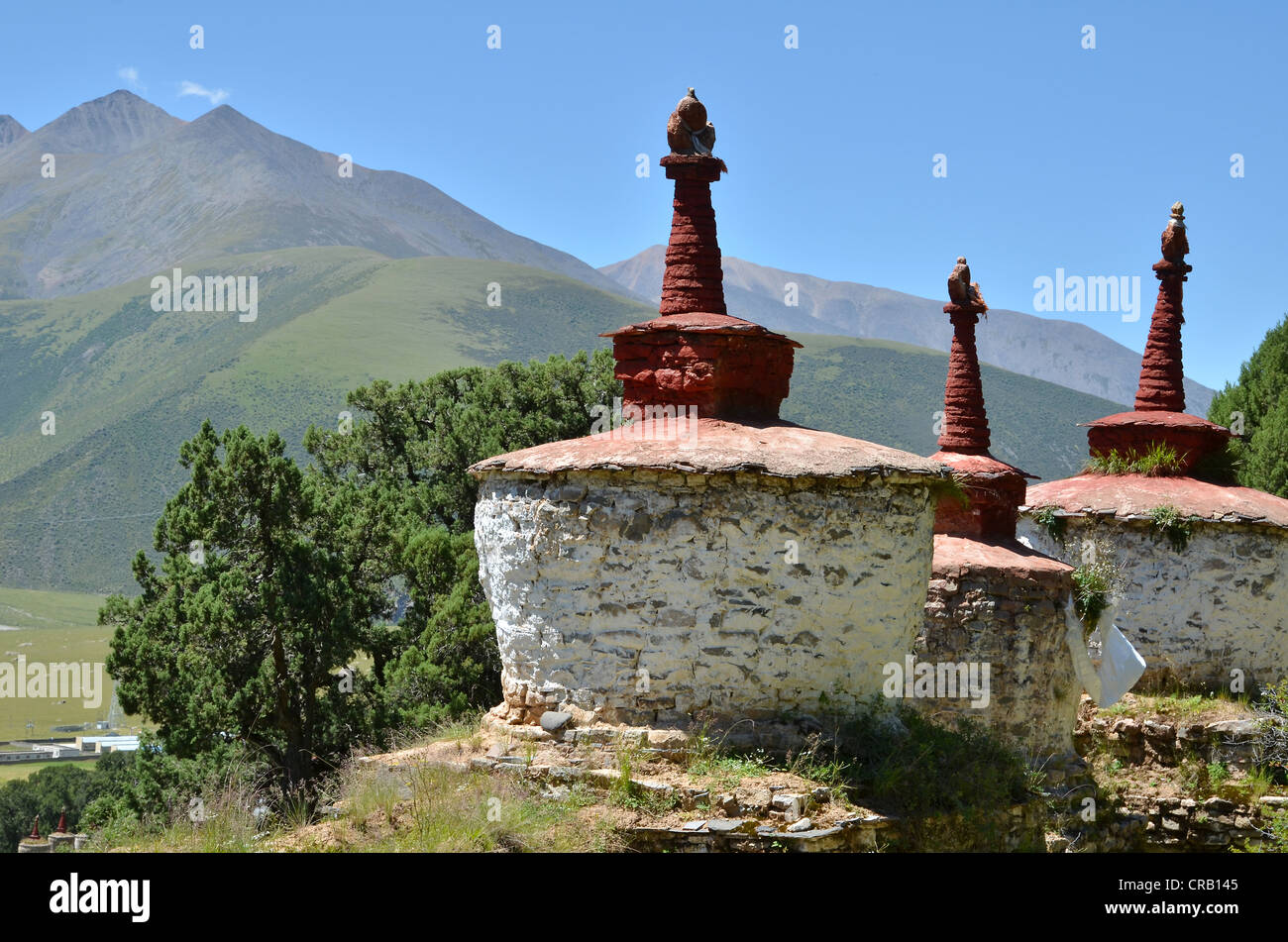 Tibetan Buddhism, centuries-old juniper trees and stupa, chorten, in ...