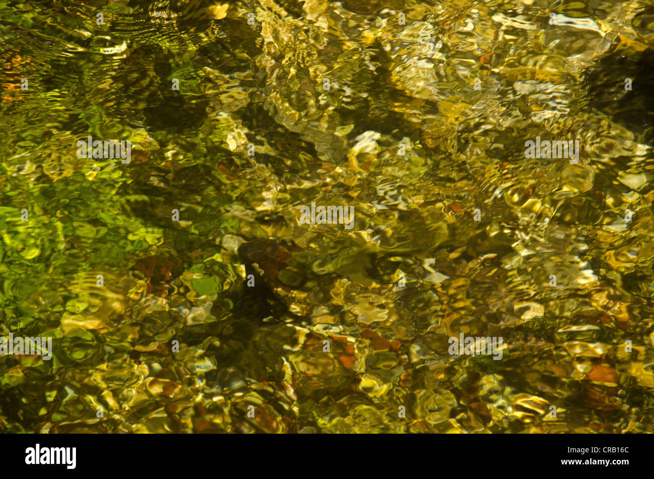 Hampshire river Test river bed green and brown pattern of ripples in ...