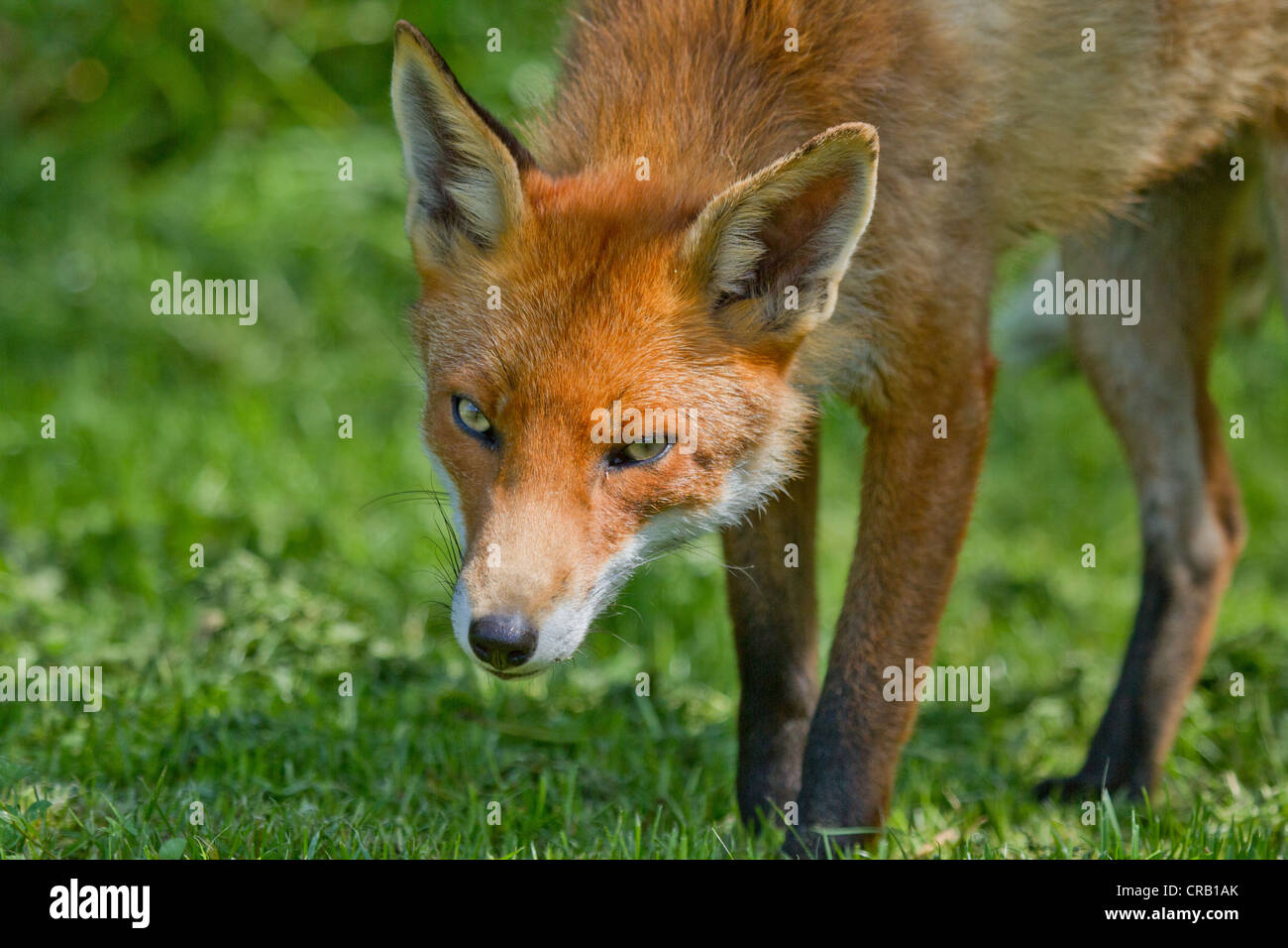 Fox looking in field Stock Photo - Alamy