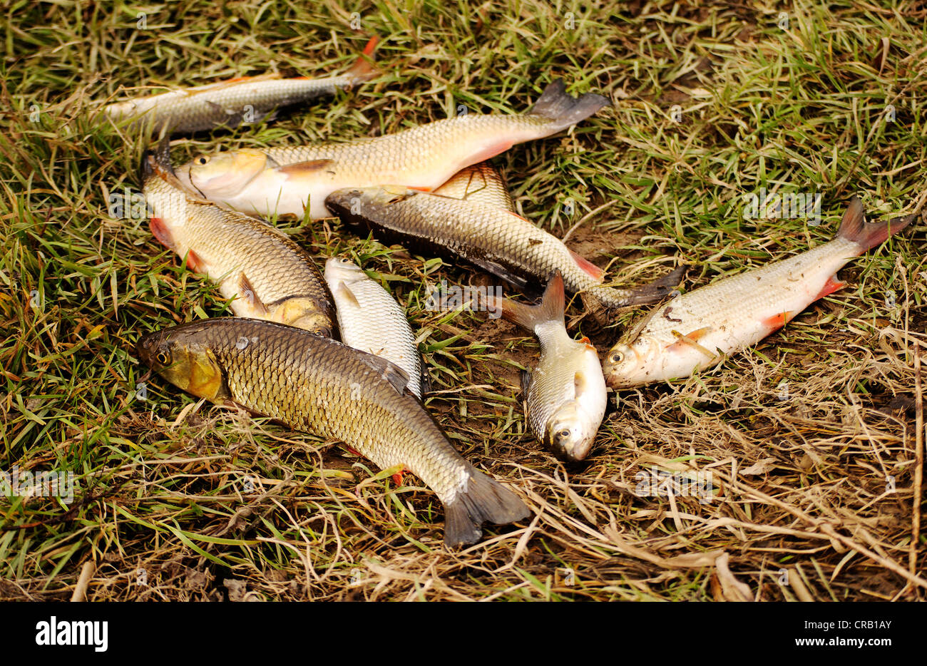 Dying fish hi-res stock photography and images - Alamy