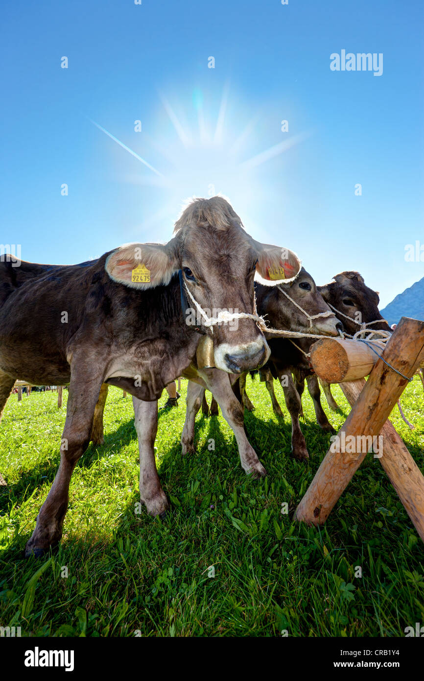 Looking After Cows High Resolution Stock Photography and Images - Alamy