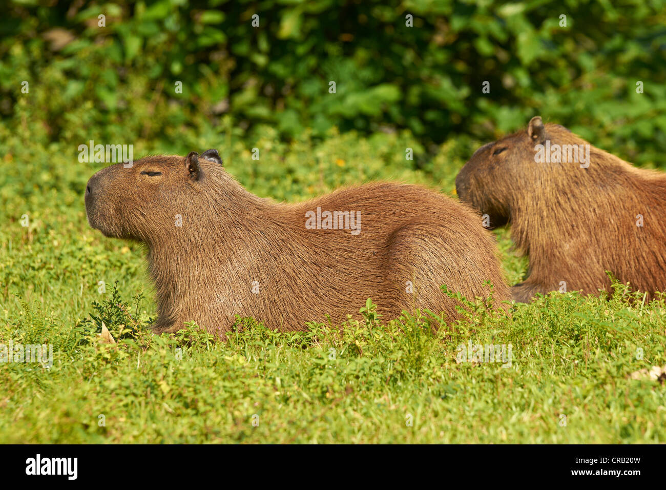 Capivara brazil hi-res stock photography and images - Alamy