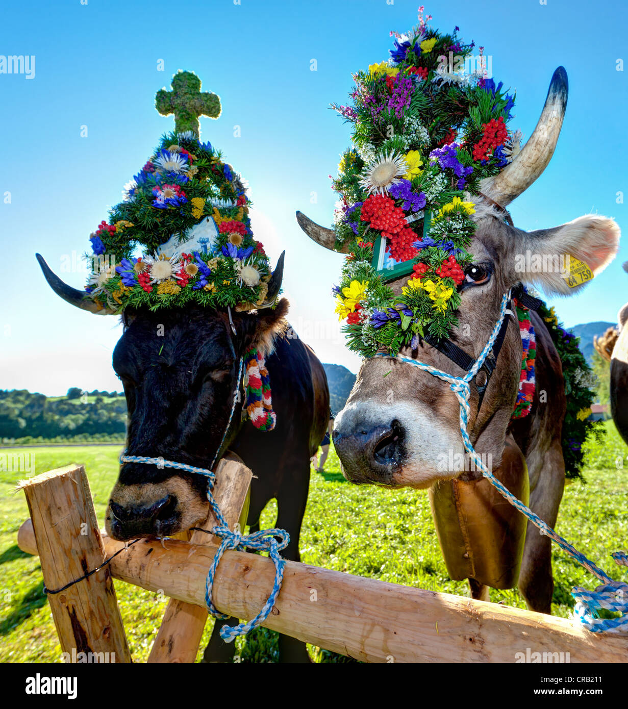 Decorated cows, ceremonial driving down of cattle from the mountain ...