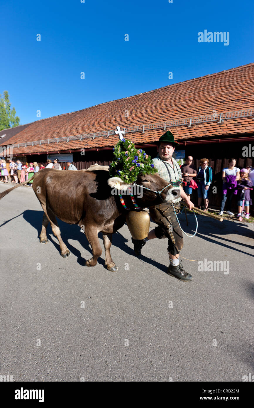 Entry decorated cows from mountain hi-res stock photography and images ...