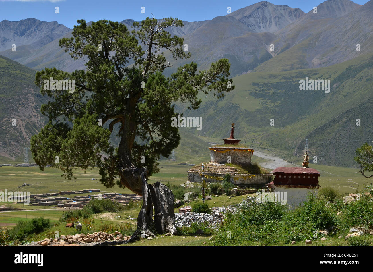 Centuries-old juniper trees and stupa, chorten in the mountains of ...