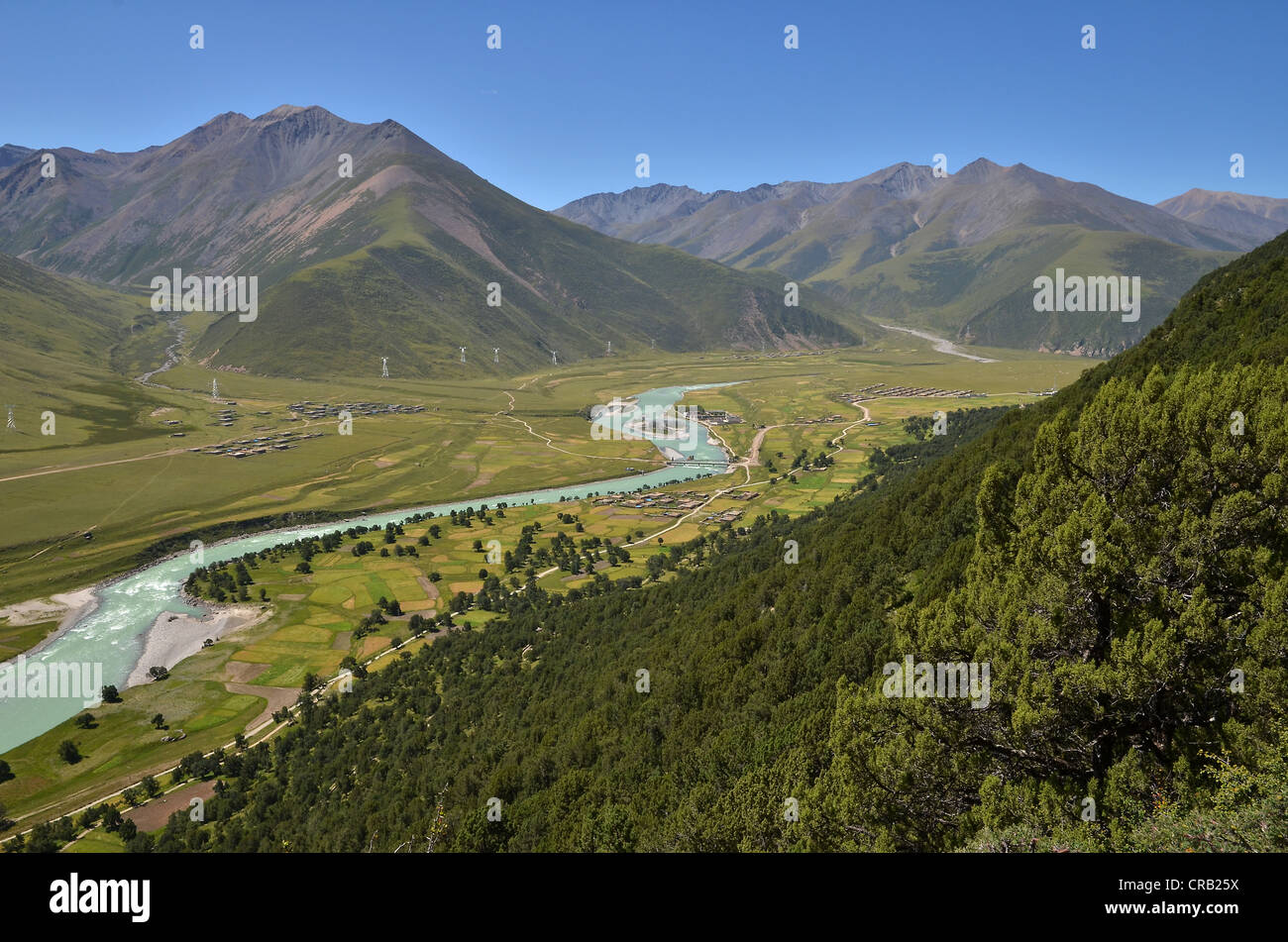 Centuries-old juniper forests near Reting Monastery, Tibet, Asia Stock ...