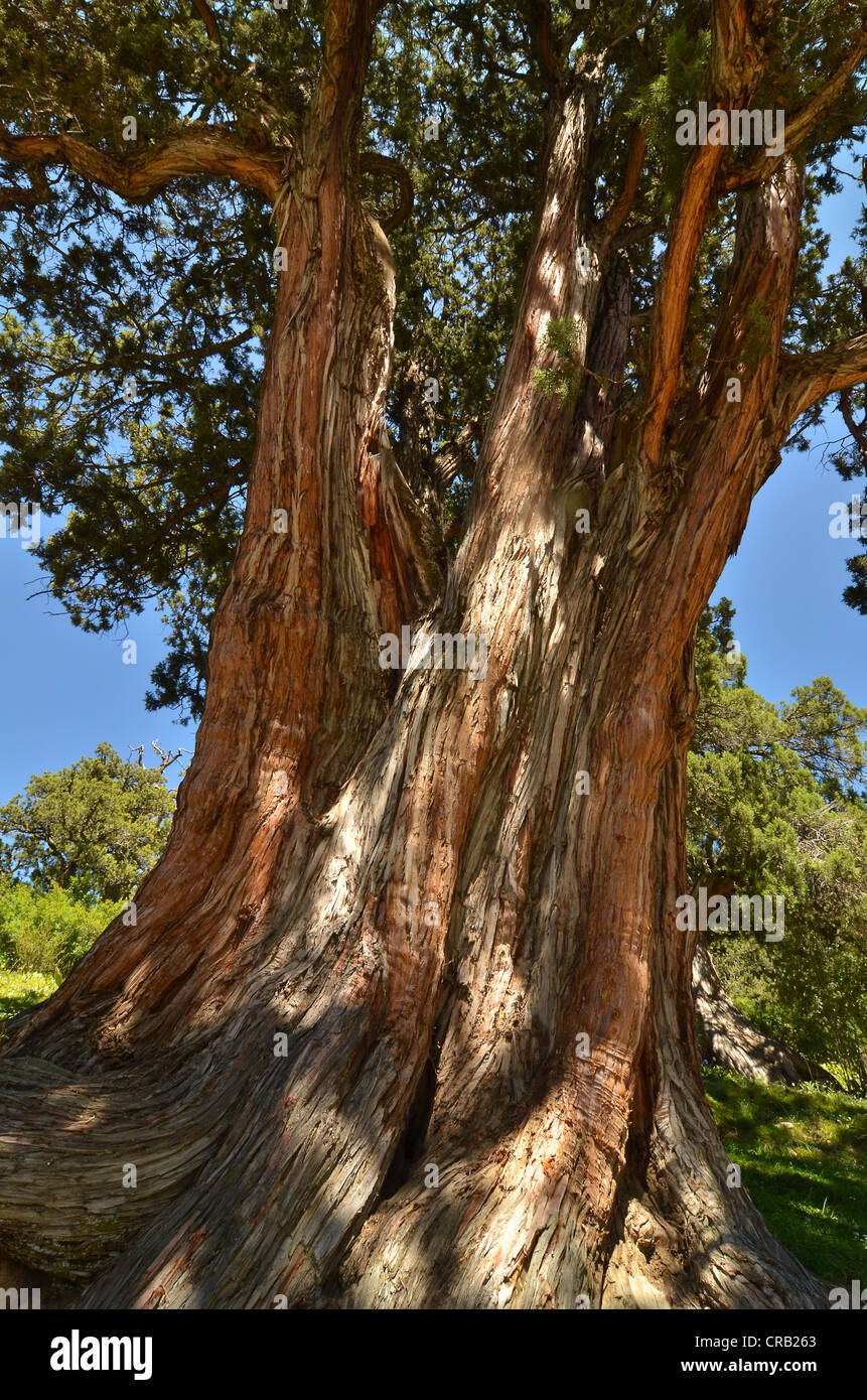 Juniper tree hi-res stock photography and images - Alamy