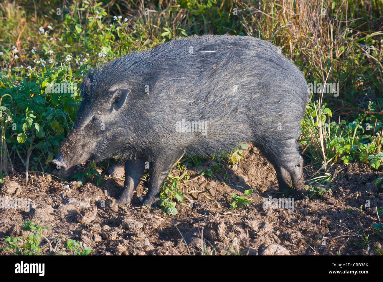 Wild Boar (Sus scrofa ssp.) in the UNESCO World Natural Heritage Site ...