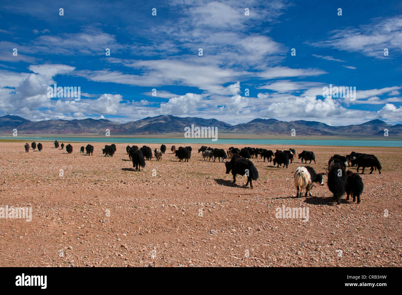 Yaks in the wide open Tibetan landscape along the road from Tsochen to ...