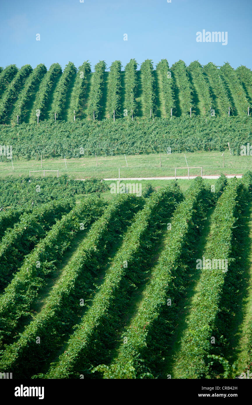 Vineyards growing along hillside Stock Photo - Alamy