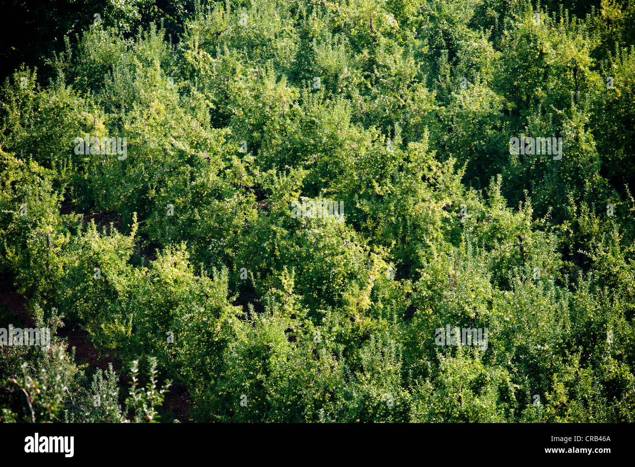Aerial view of apple orchard Stock Photo - Alamy
